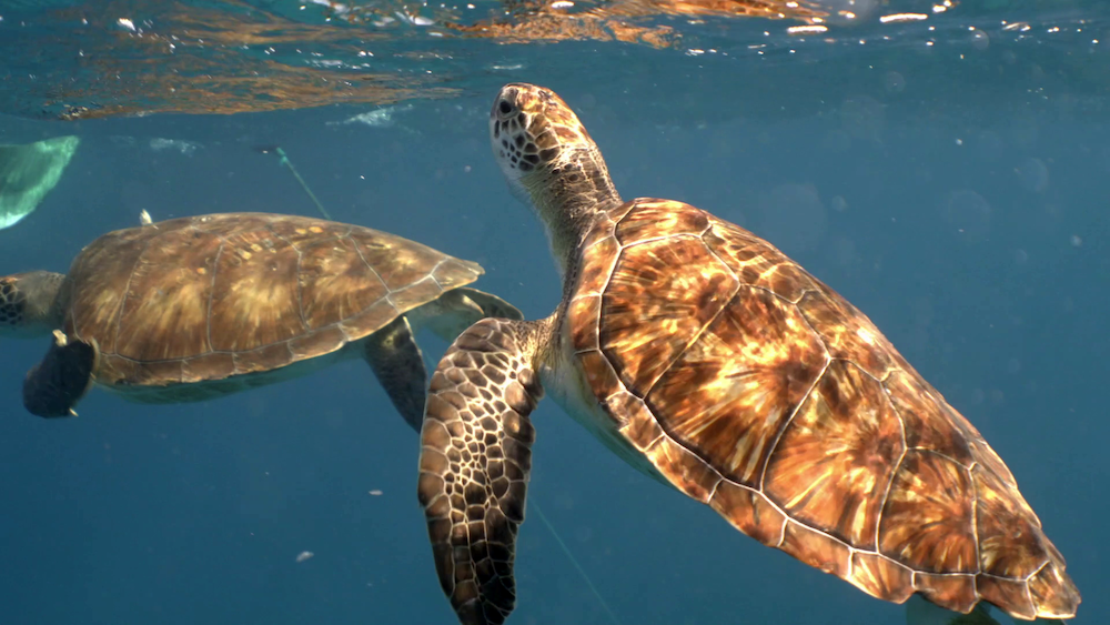 Alison Ashworth | Darwin Leader | Darwin200