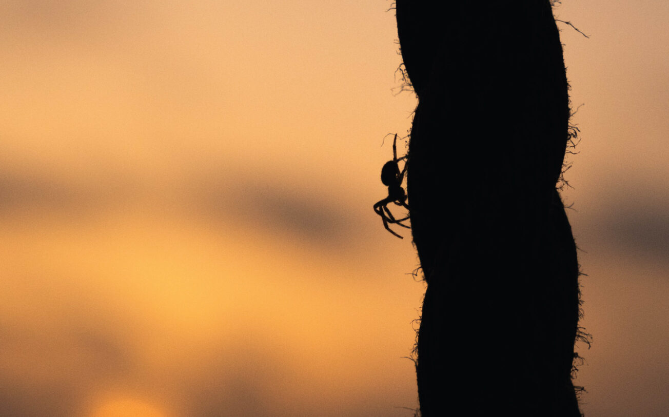 Research - Darwin200