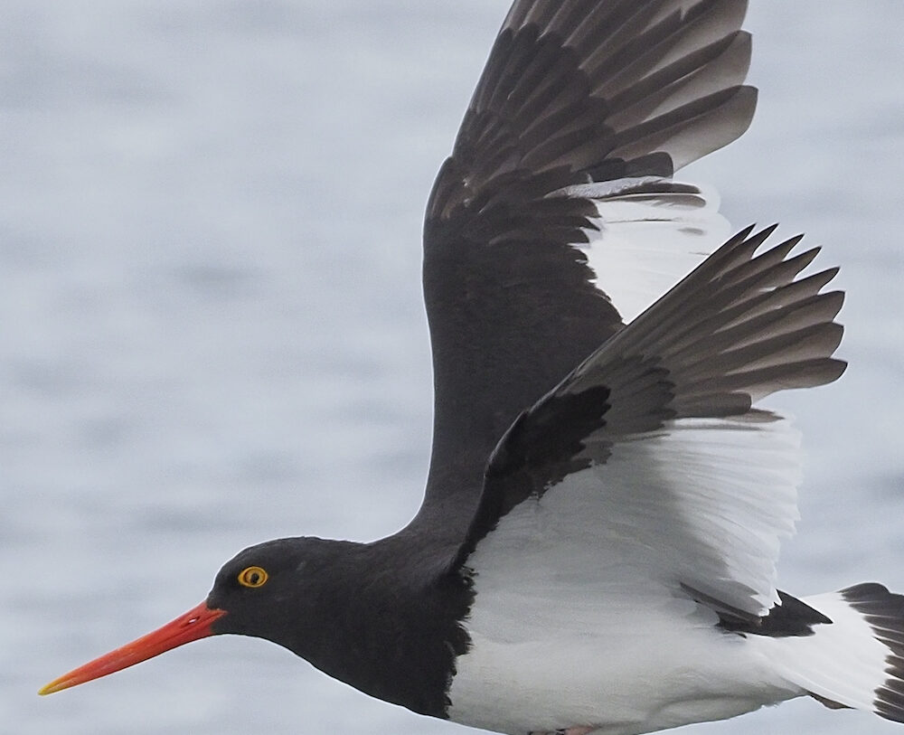 Heather Needham - Darwin200