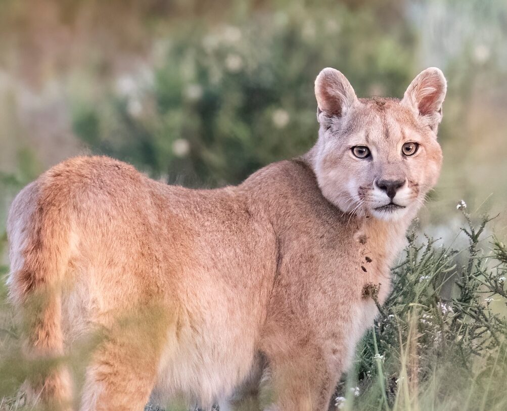 Olivia Navarrete Zur - Darwin200